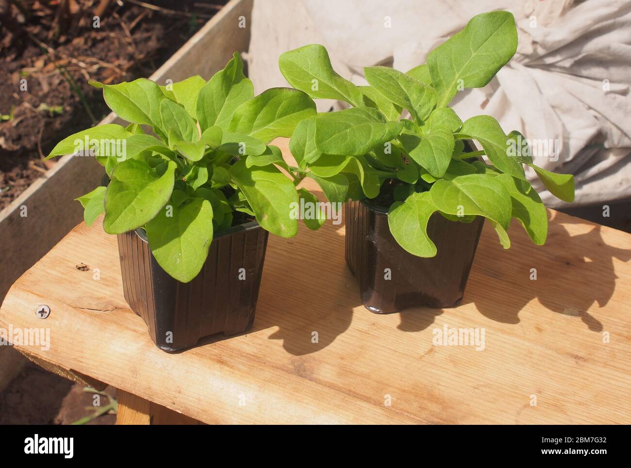 On a wooden bench stands a Petunia seedling before planting in the ...