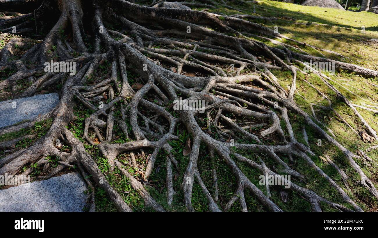 Tropical tree roots in china. Tropical Summer time Stock Photo - Alamy