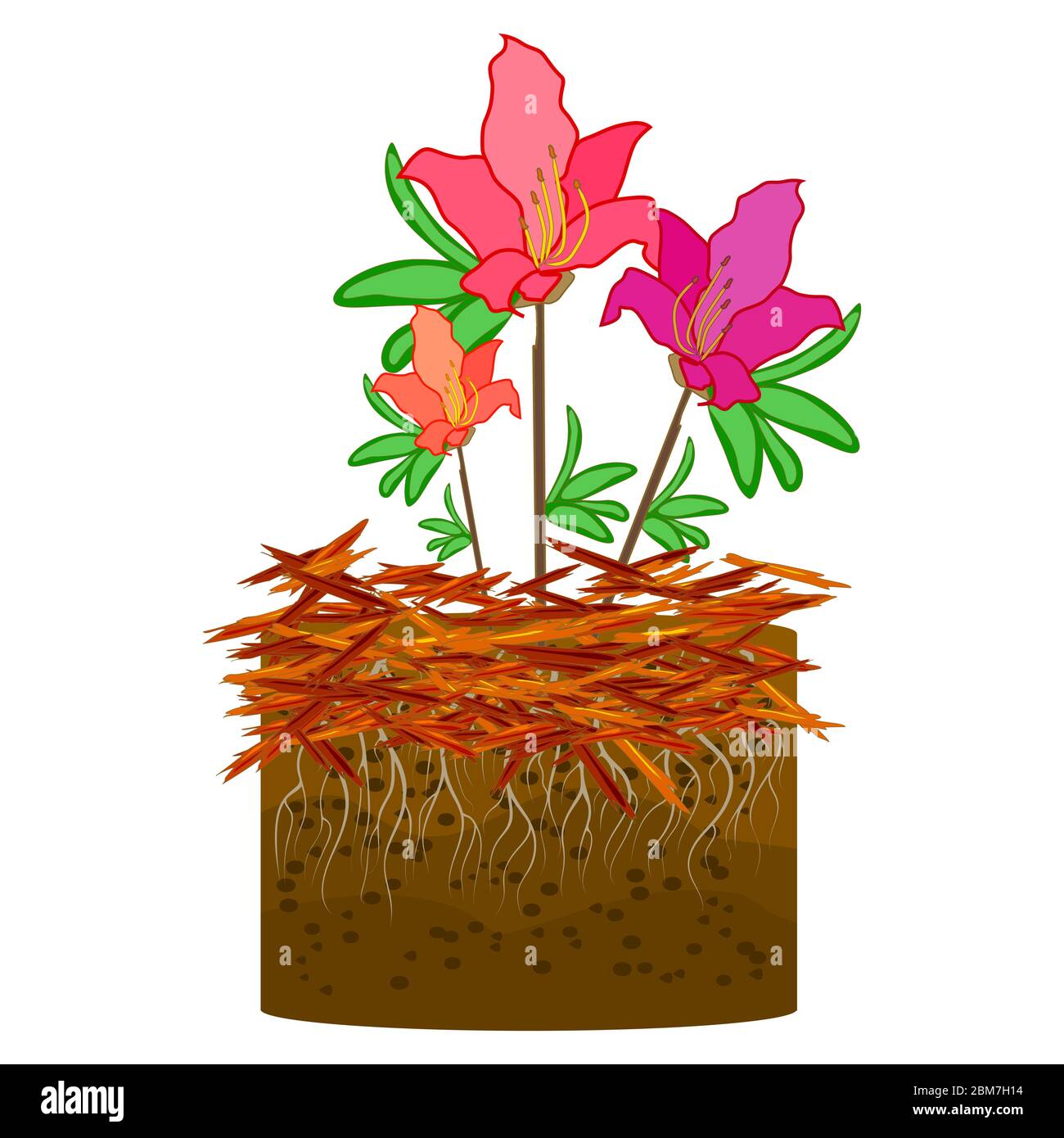 Mulch gardening concept with azalea,mulch isolated on white background ...