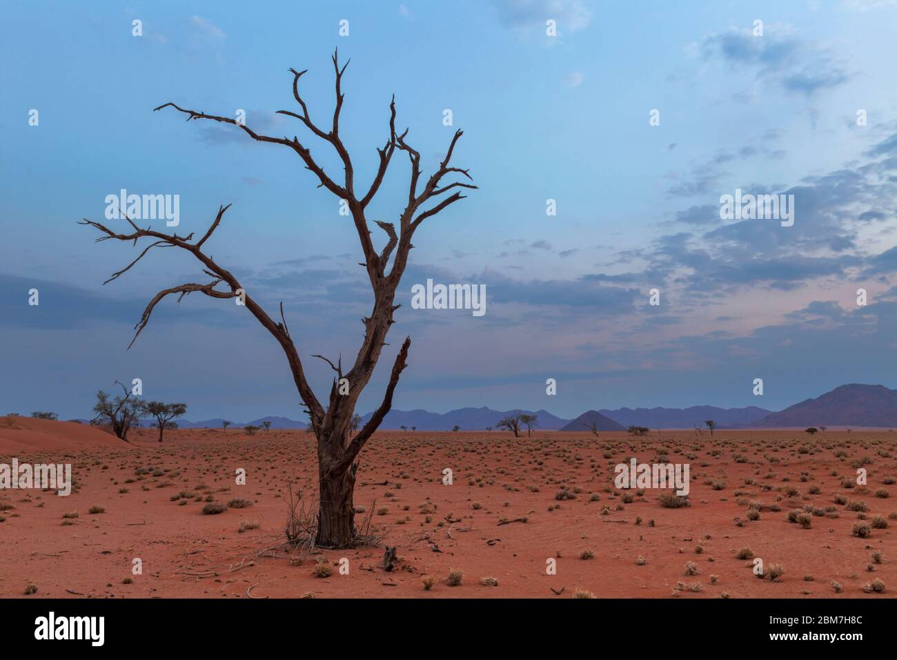 Dry dead tree in arid country Stock Photo - Alamy