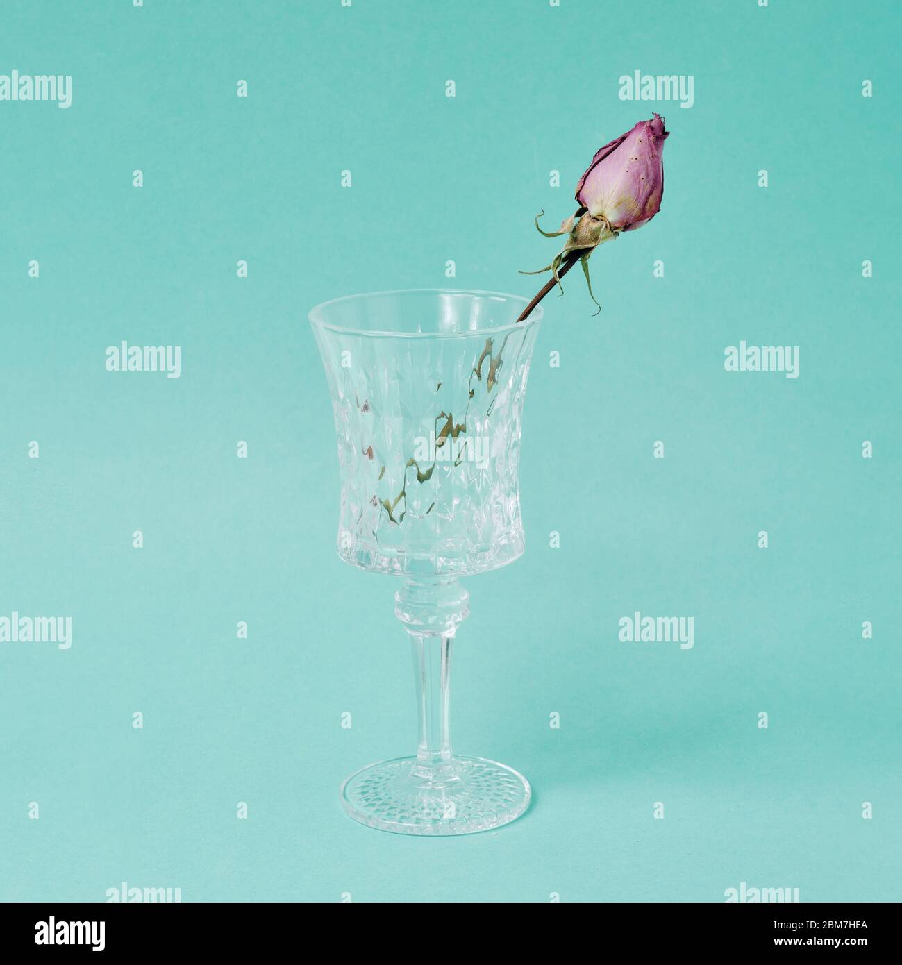 Pink flower fading to white hi-res stock photography and images - Alamy