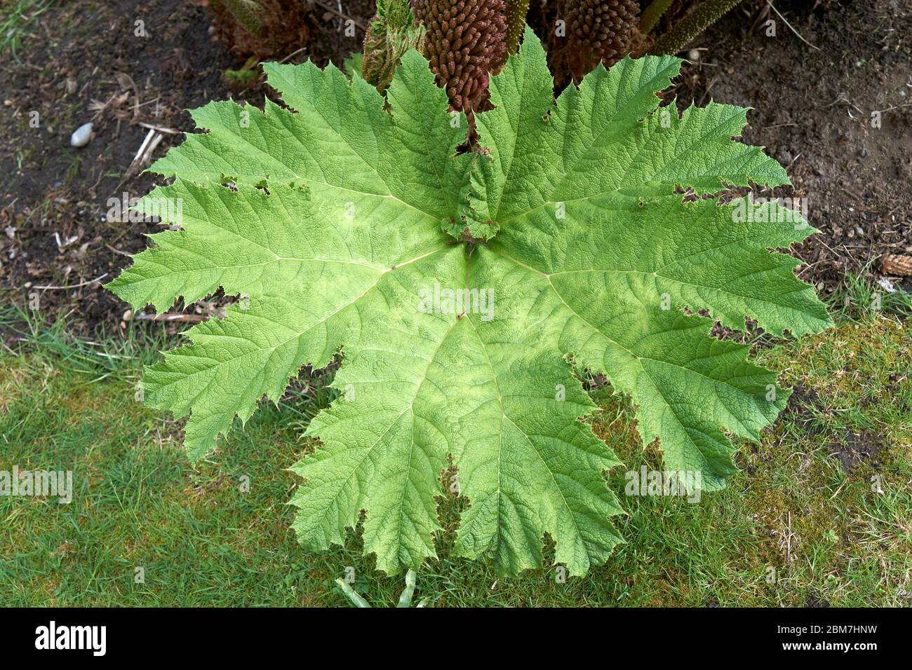 Gunnera manicata plant hi-res stock photography and images - Alamy