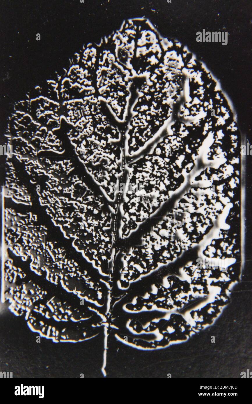 Fine 70s vintage black and white extreme photography of a macro closeup ...