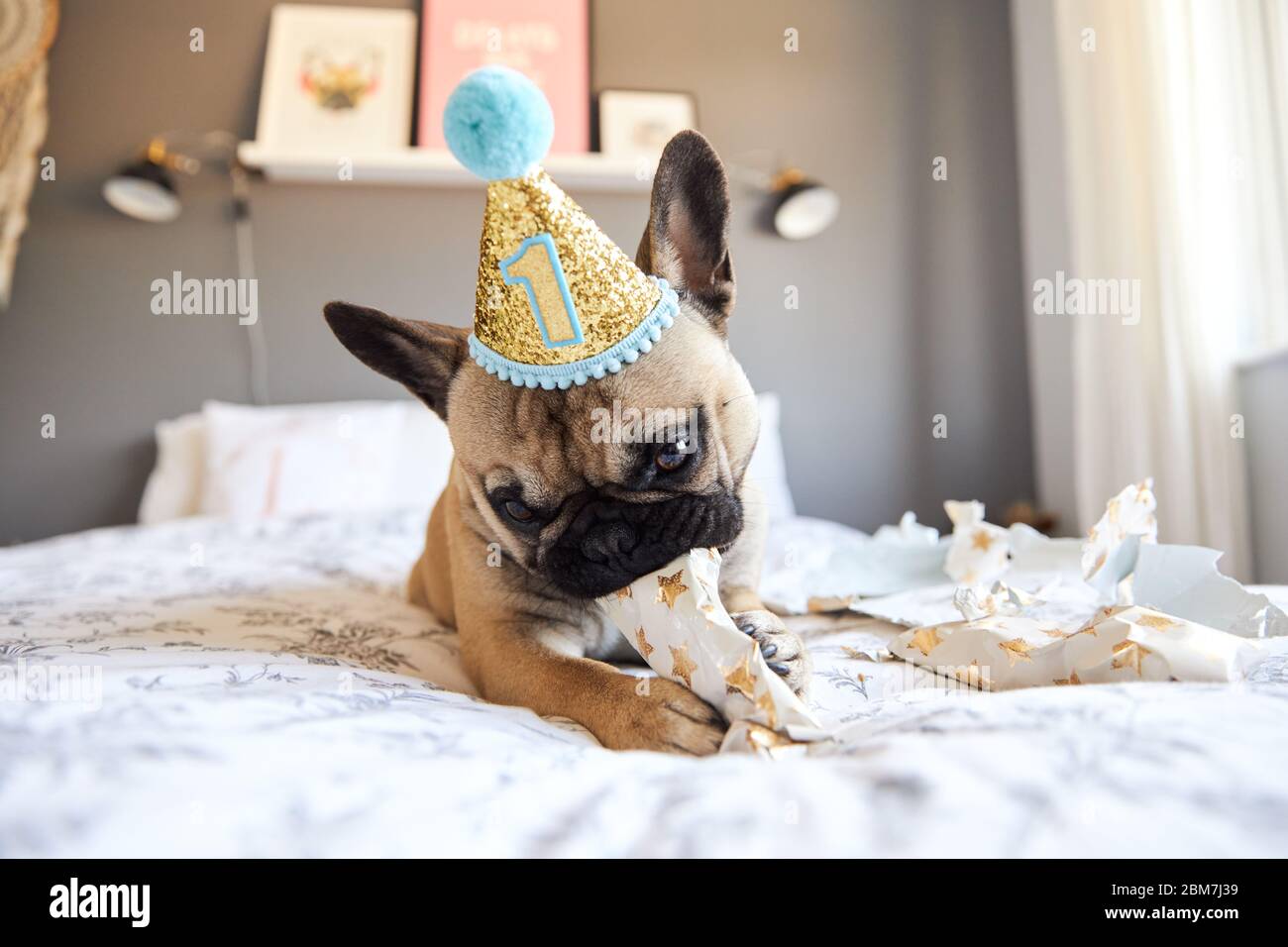Birthday Frenchie