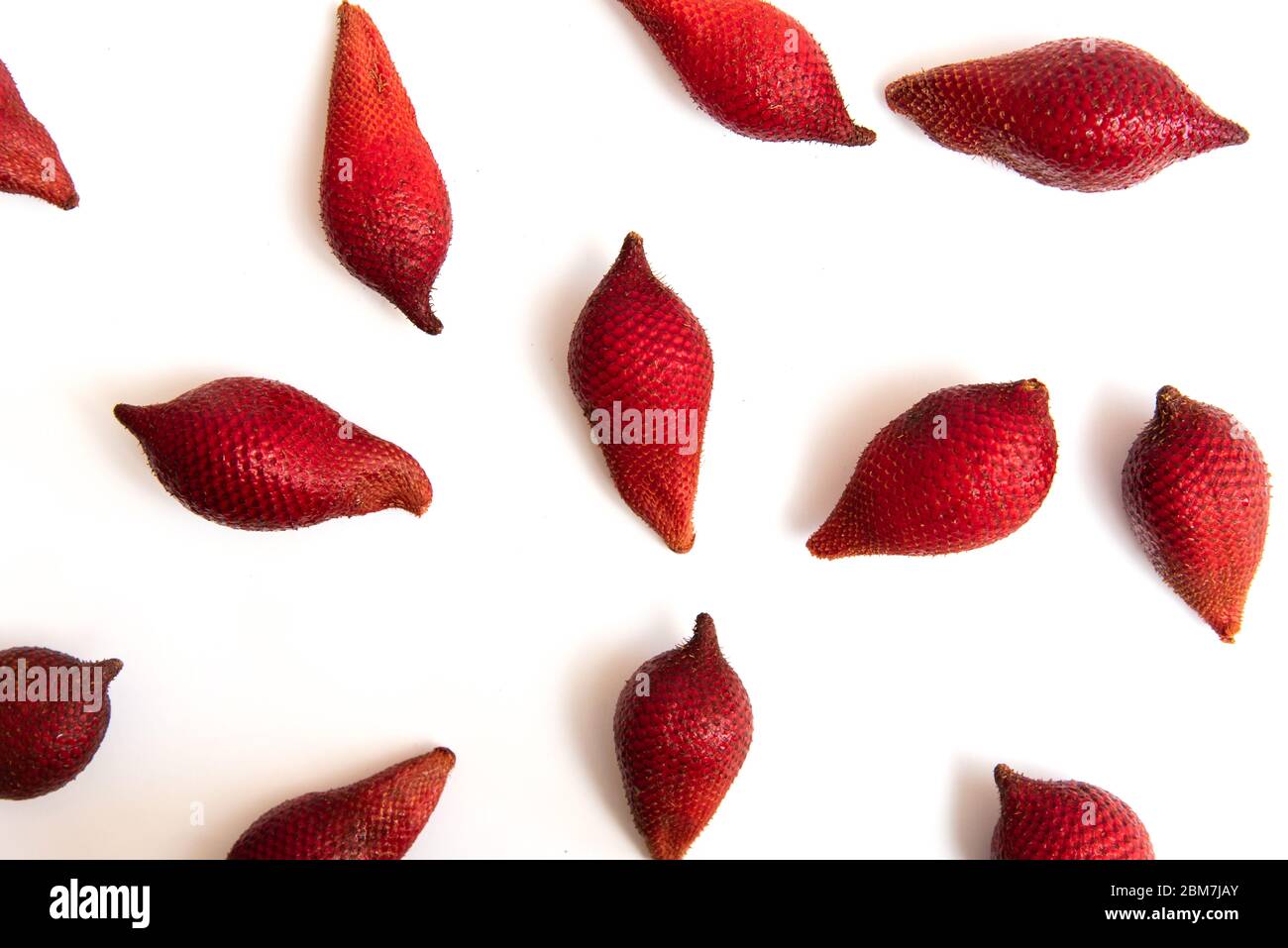 Tropical flat snake hi-res stock photography and images - Alamy