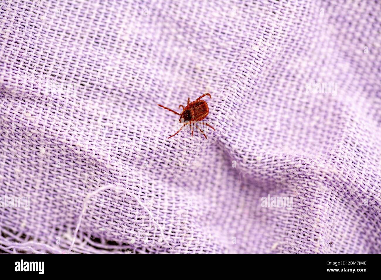 A true ixodid mite blood sucking parasite carrying the acarid disease ...