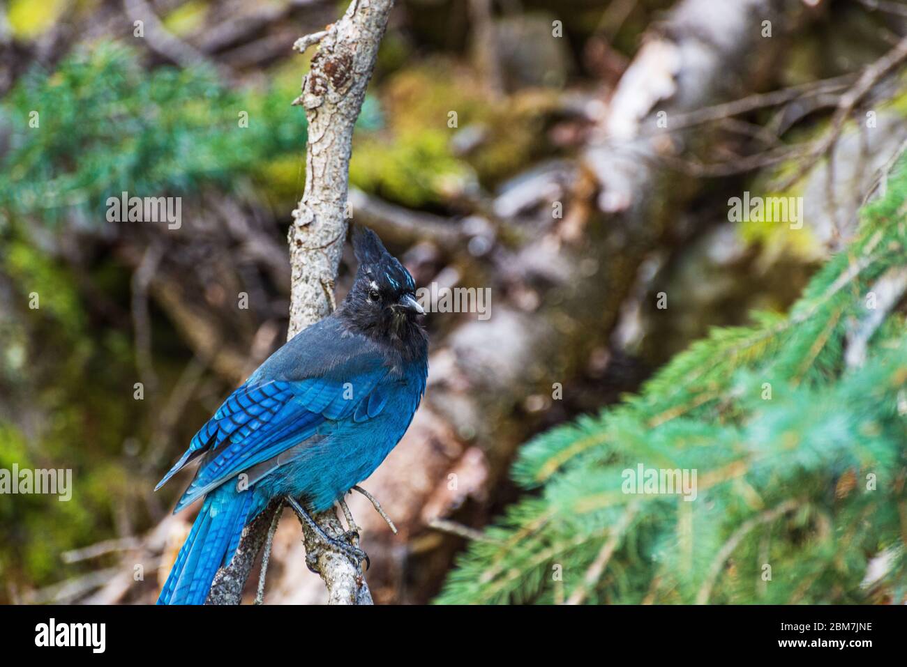 wild animals inside the Banff National Park, Alberta, Canada Stock ...