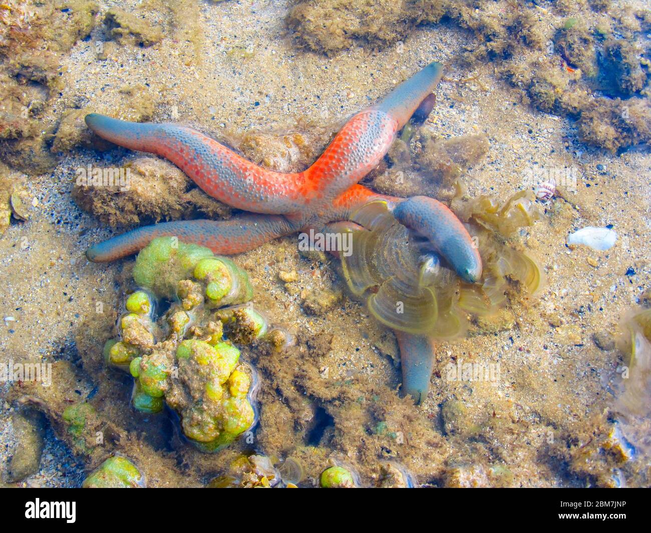 A large blue and orange colored starfish in an intertidal pool at ...