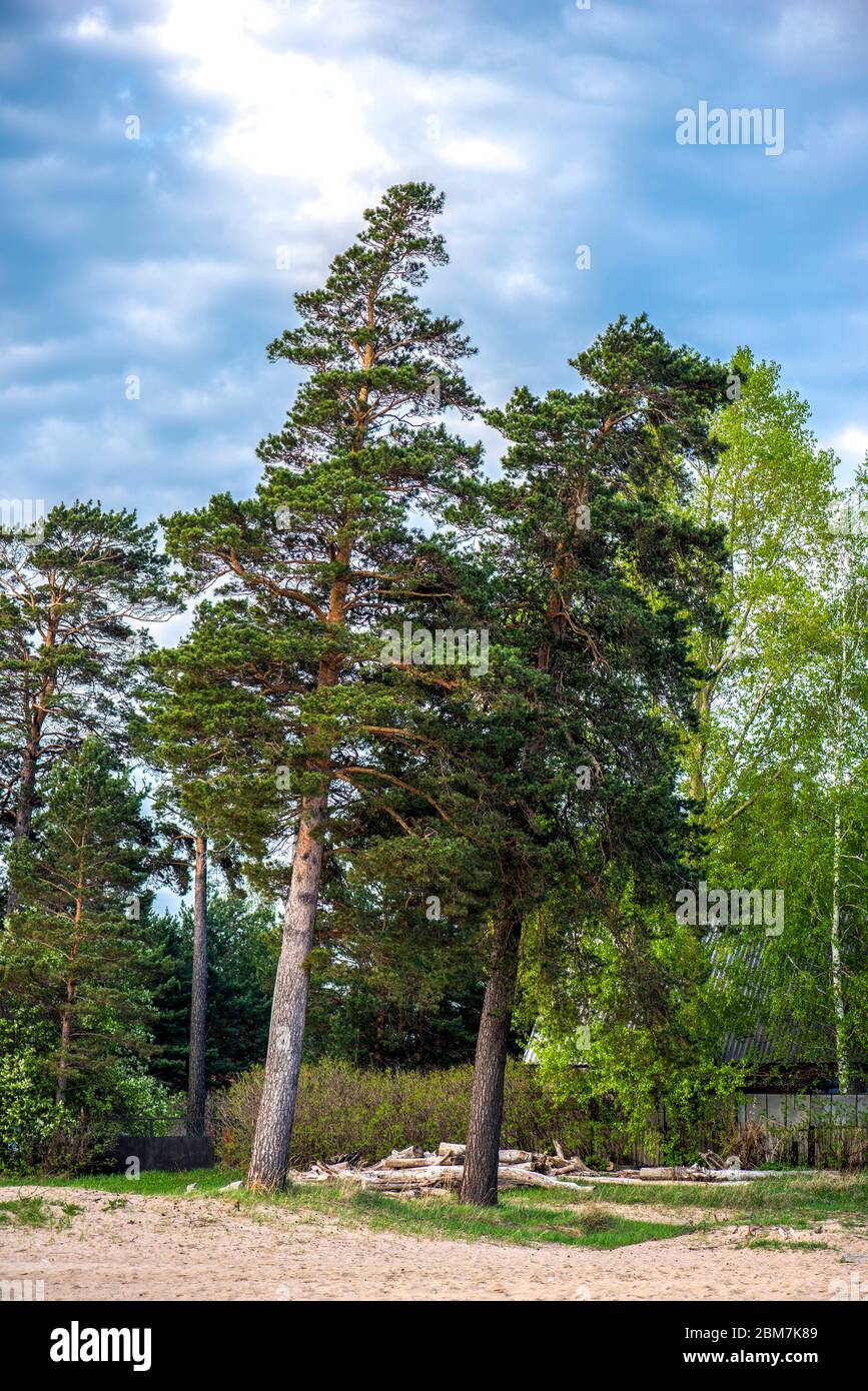 The blue sky and white clouds and pine trees hi-res stock photography ...