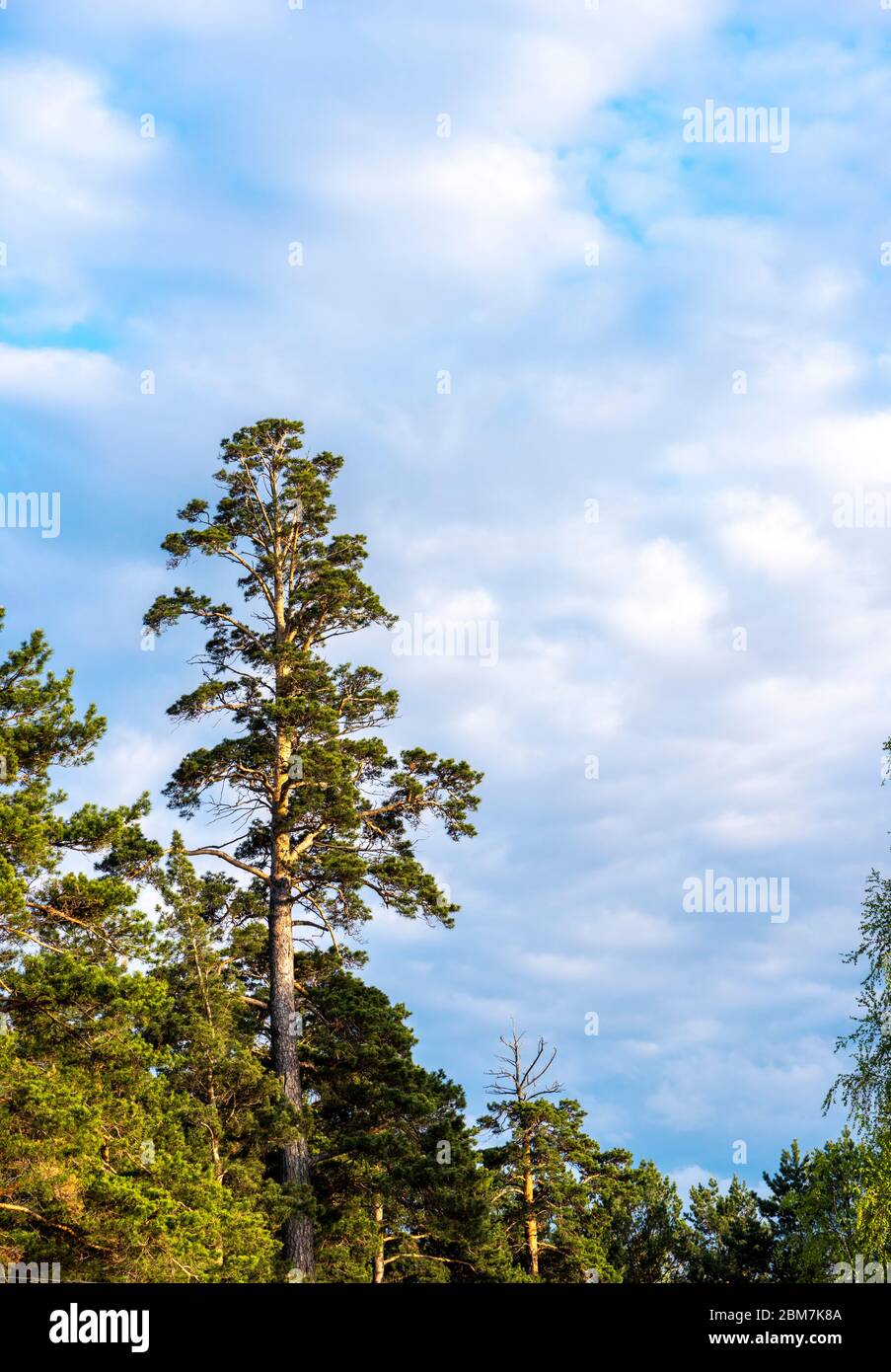 Beautiful pine trees with clouds Stock Photo - Alamy