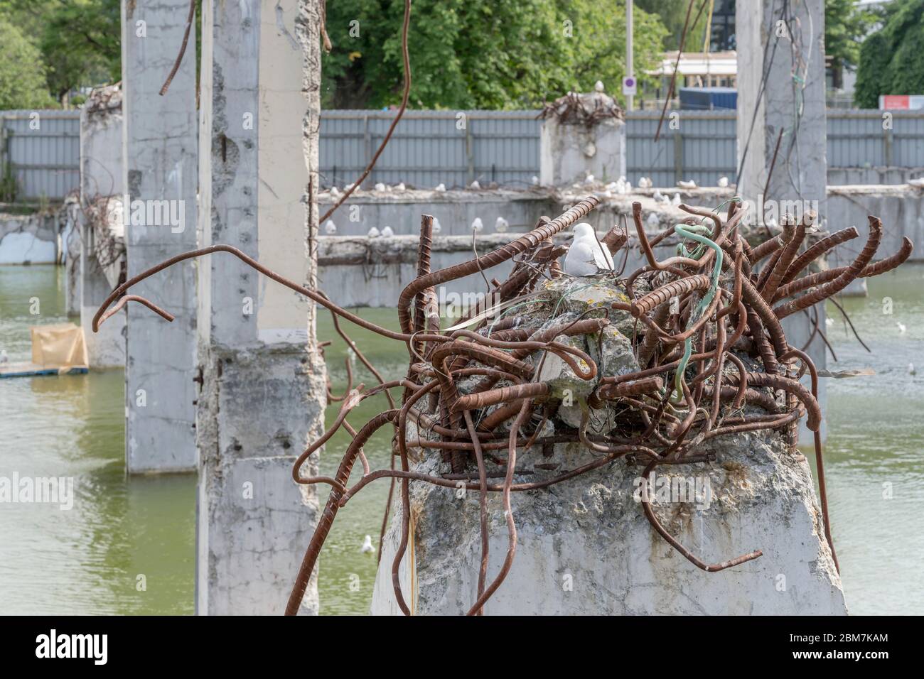 cityscape with Black-billed gull nest among warped reinforcing steel at ...