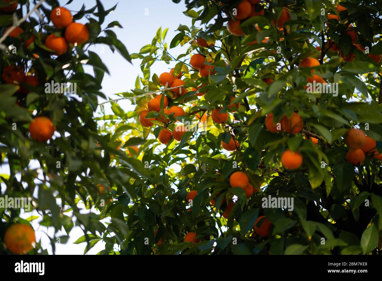 Seville orange tree sunset hi-res stock photography and images - Alamy