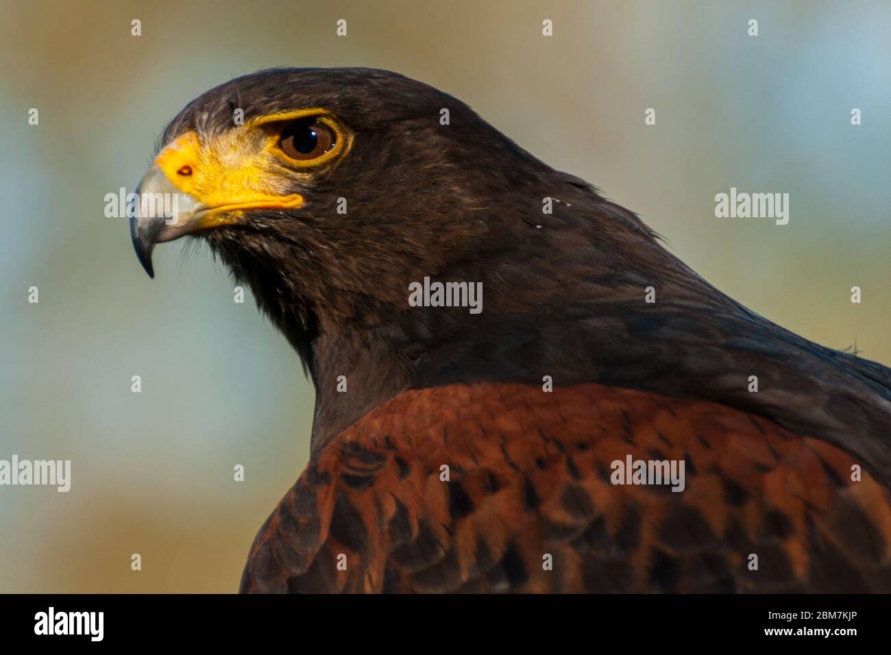 The head of a Harris Hawk Stock Photo - Alamy