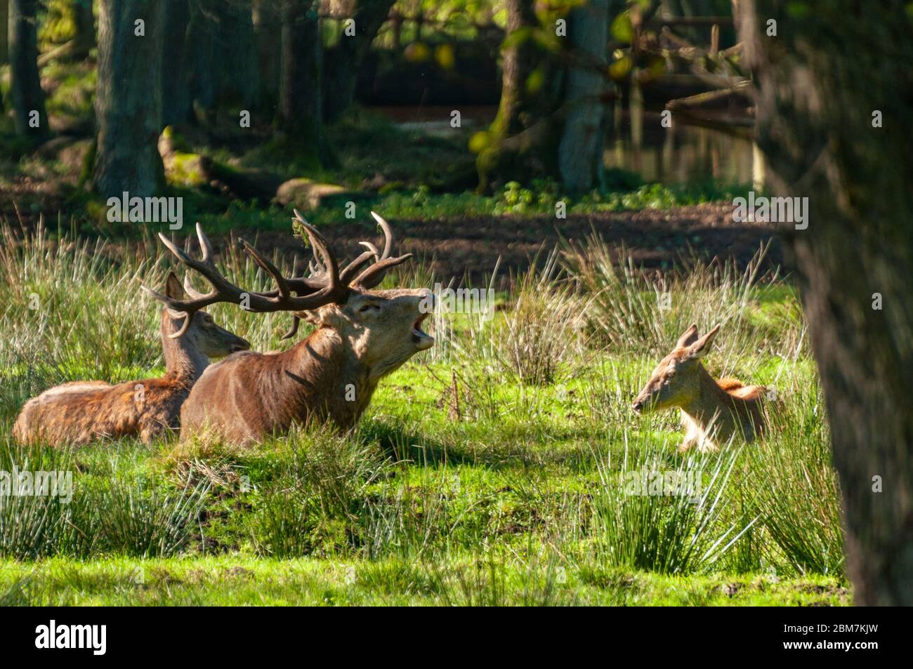 A stag roars in the rut Stock Photo - Alamy