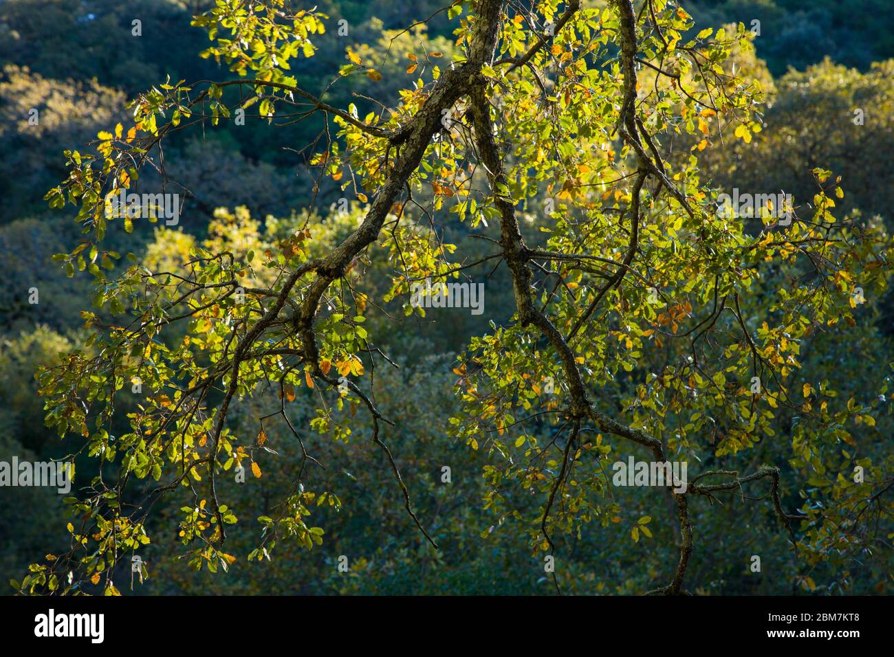Quejigos forest (Quercus faginea), Grazalema Natural Park, Serrania de ...
