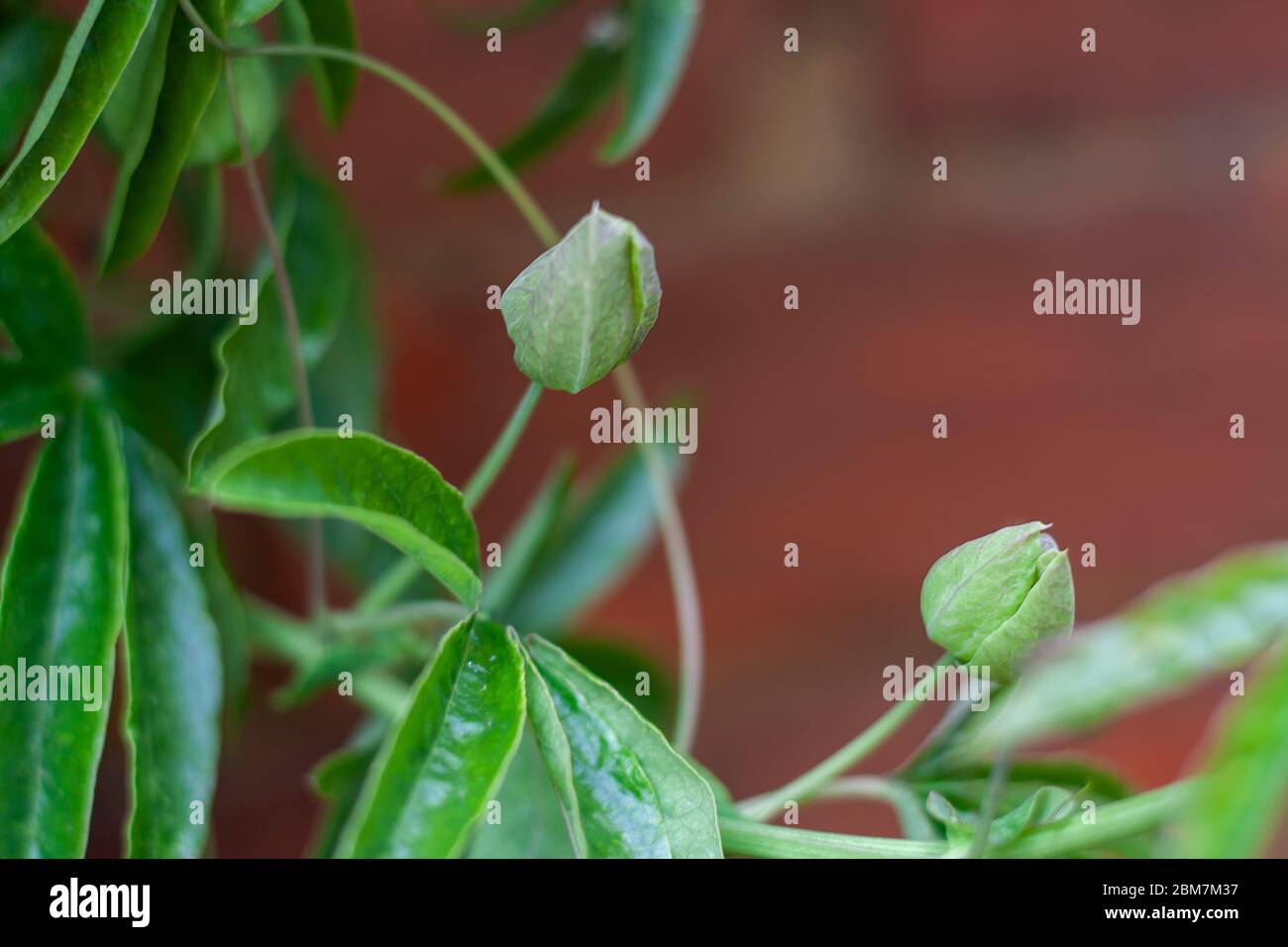 New buds on a Passion Flower (Passiflora) climber Stock Photo - Alamy