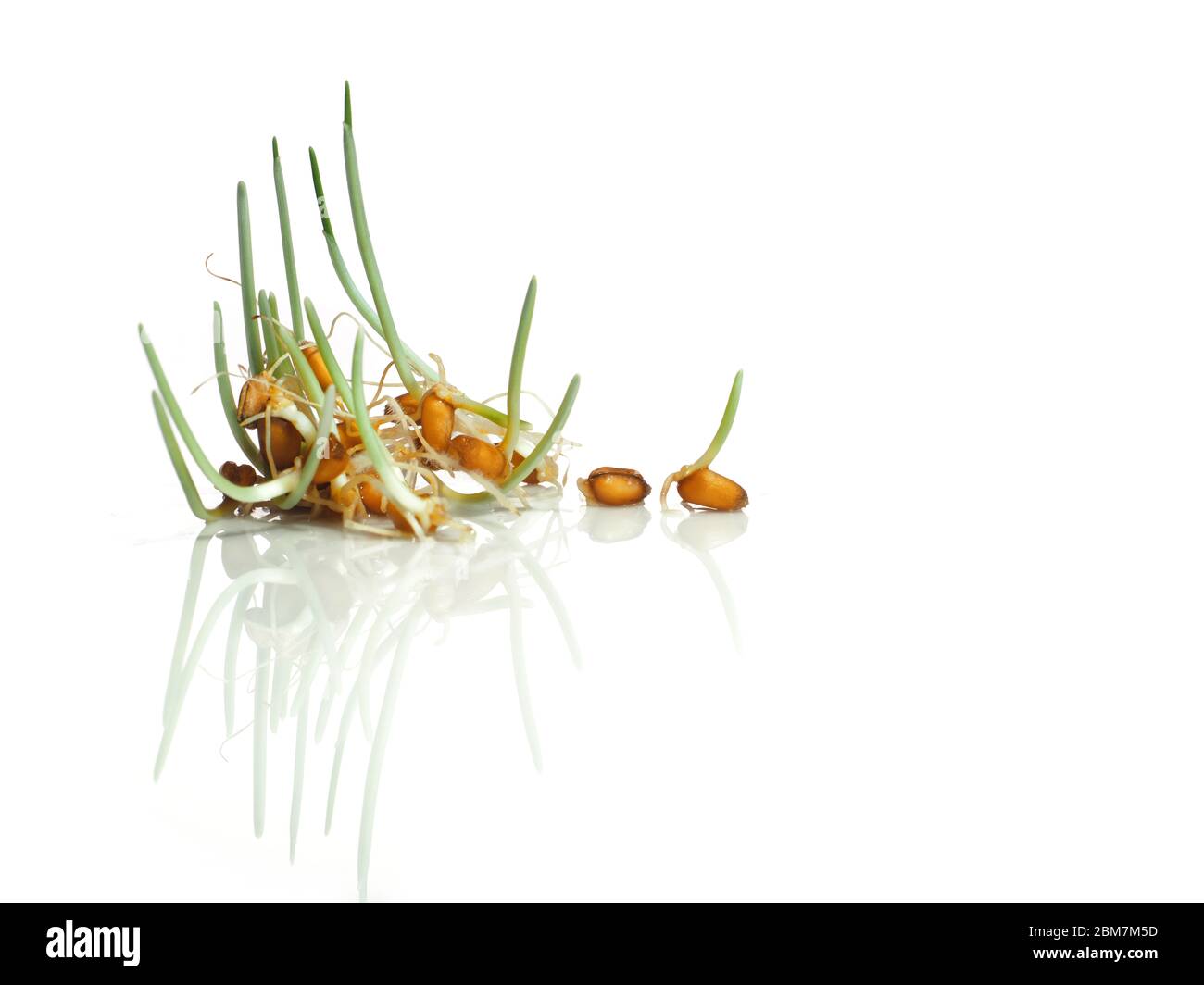 Sprouted wheat isolated on a white background Stock Photo - Alamy