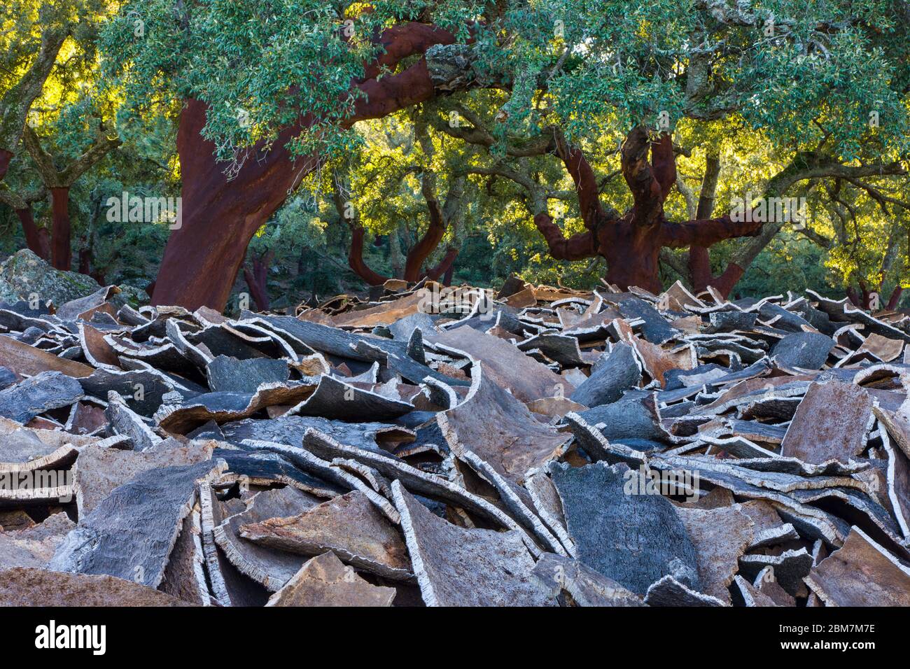 Cork and Cork oaks in the Alcornocales Natural Park in the province of ...