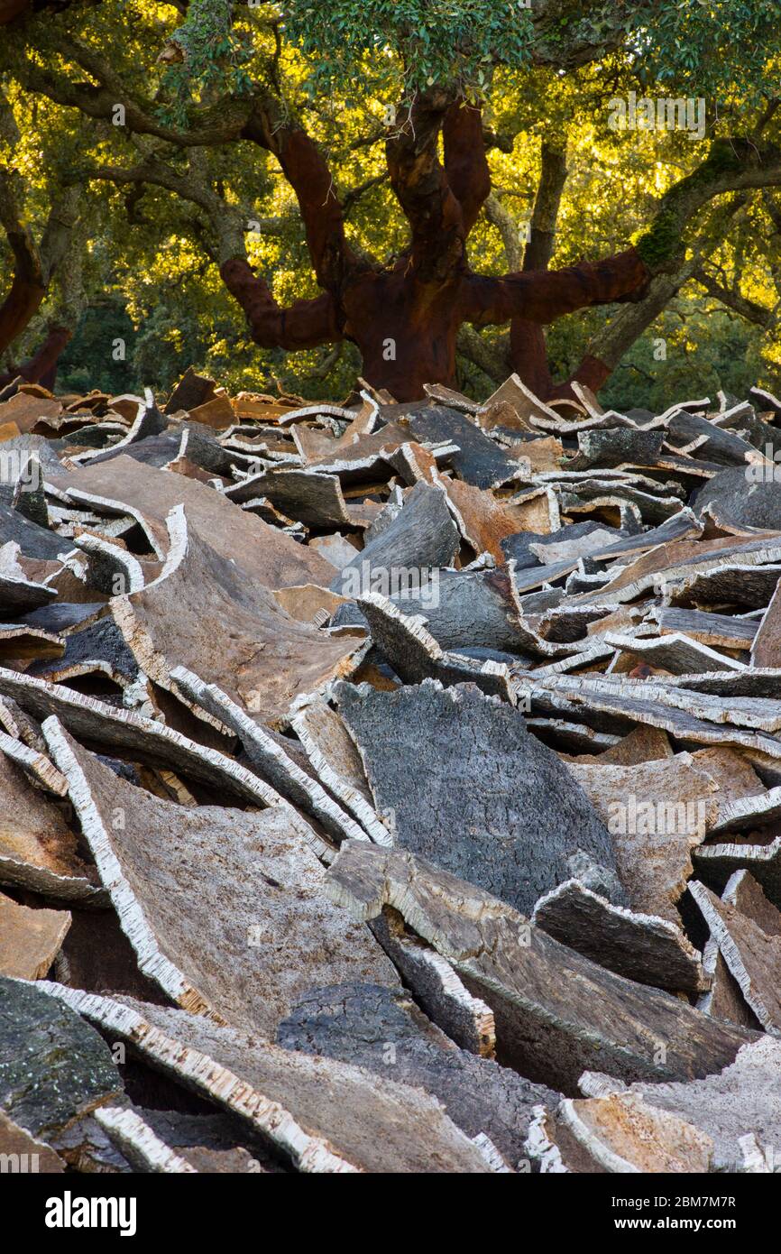 Cork and Cork oaks in the Alcornocales Natural Park in the province of ...