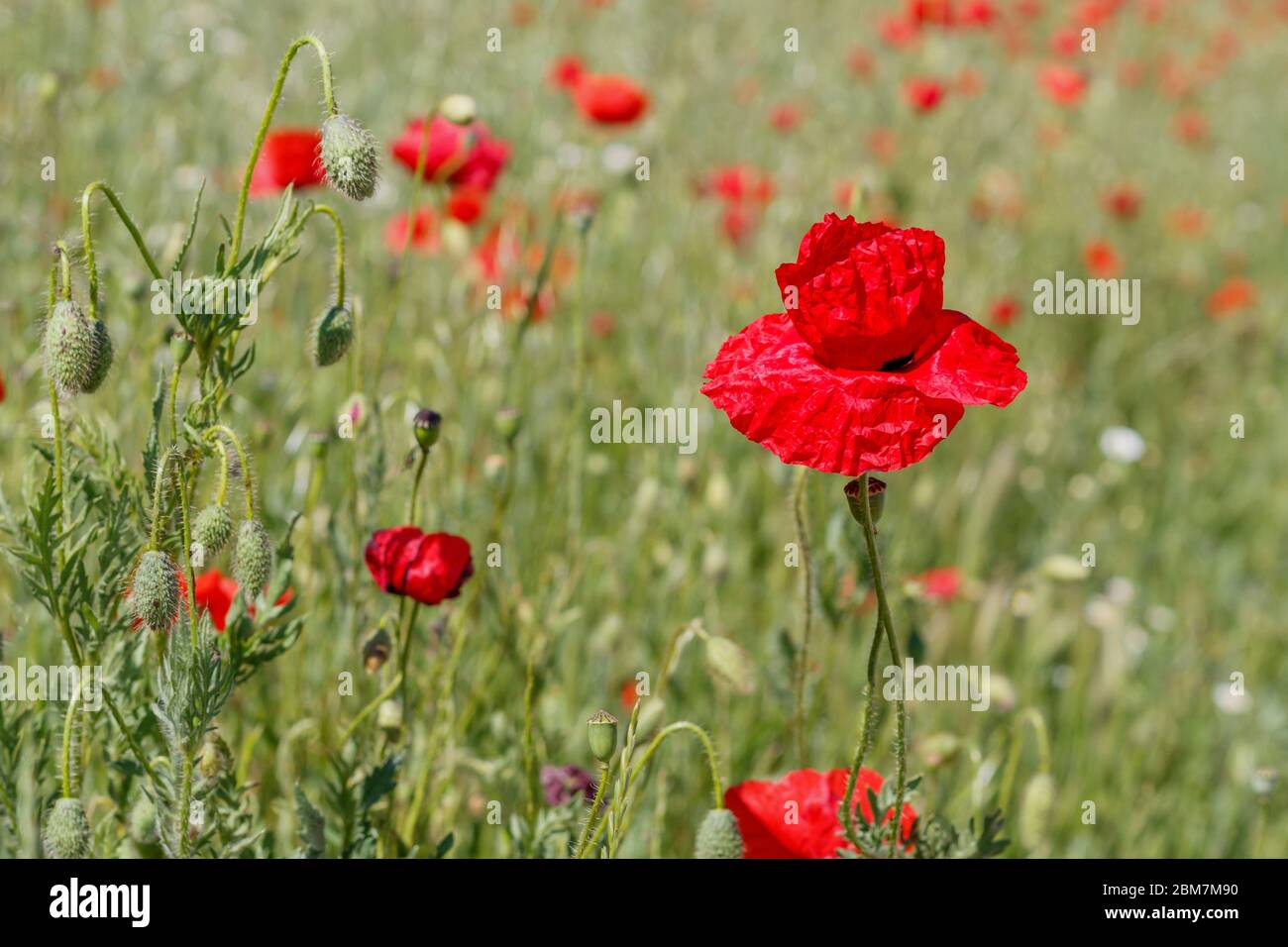 Field With Poppy Flowers Close Up Stock Photo - Alamy