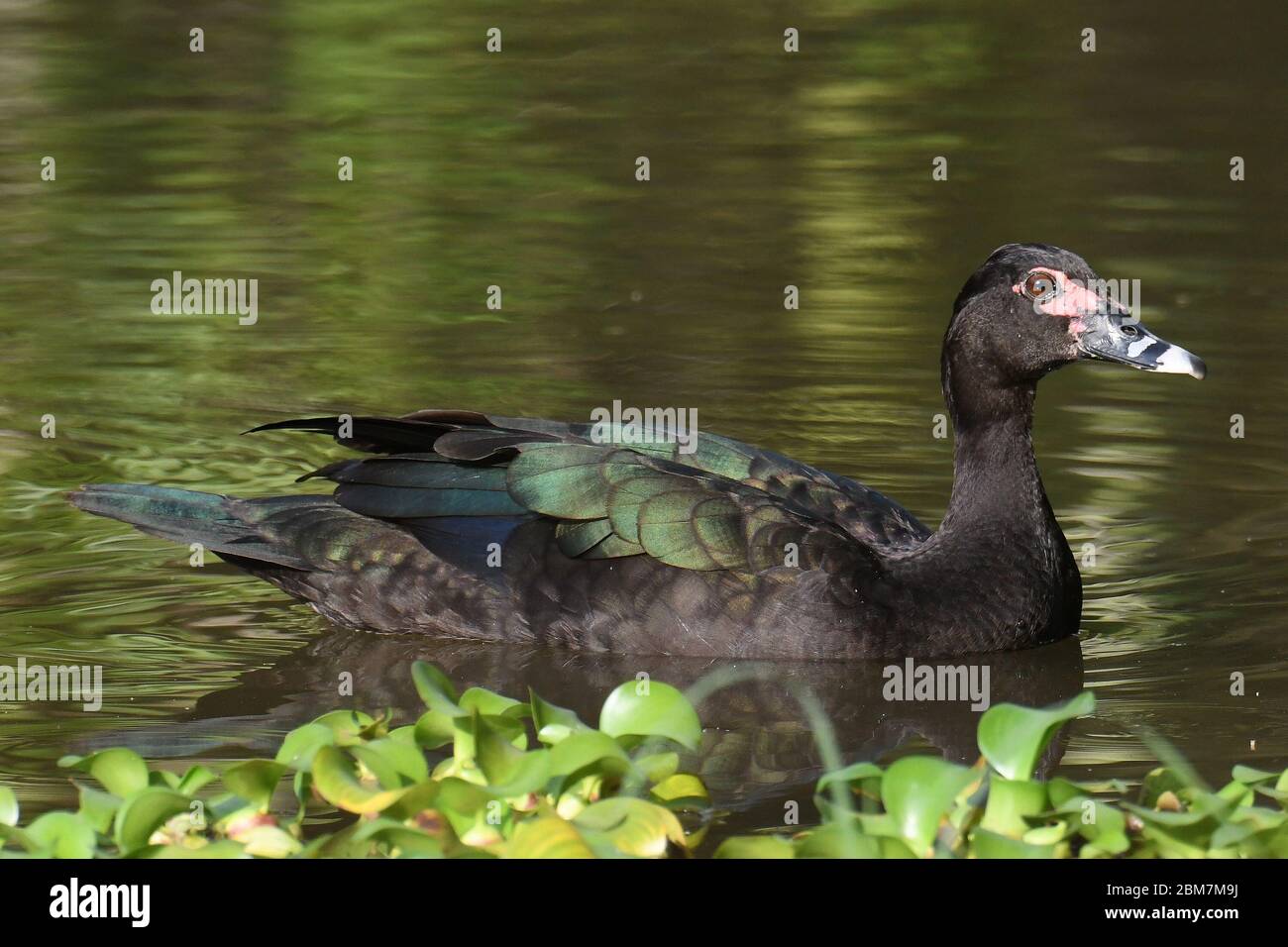 MUSCOVY DUCK (MALE Stock Photo - Alamy