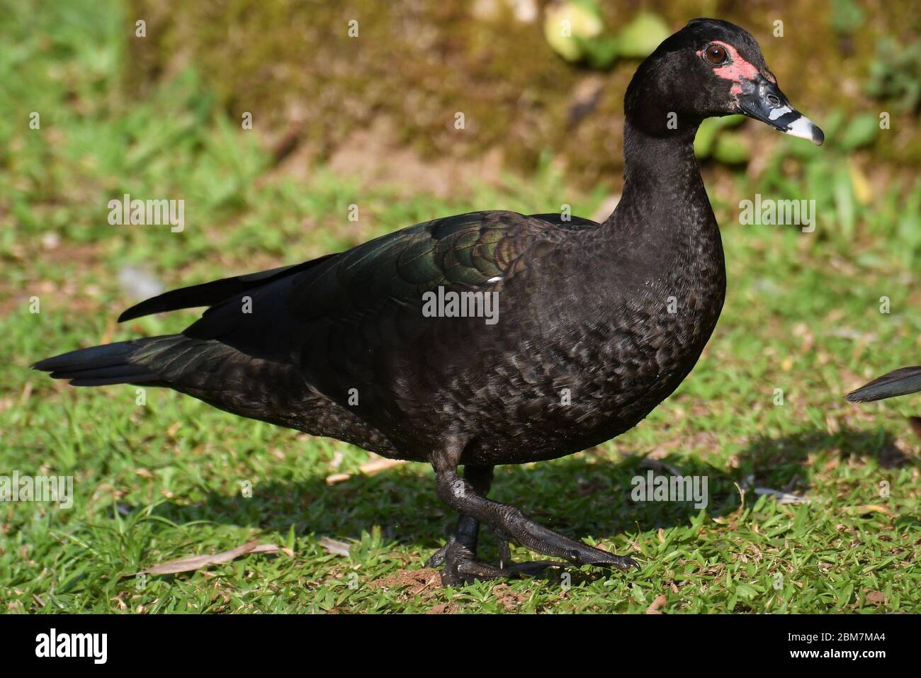 Eats millipedia hi-res stock photography and images - Alamy