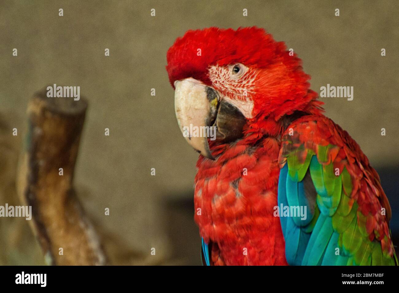 a colorful green winged macaw Stock Photo - Alamy