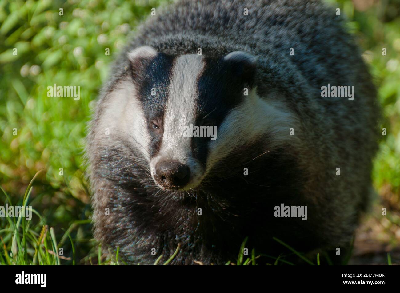 Mammoth walks hi-res stock photography and images - Alamy