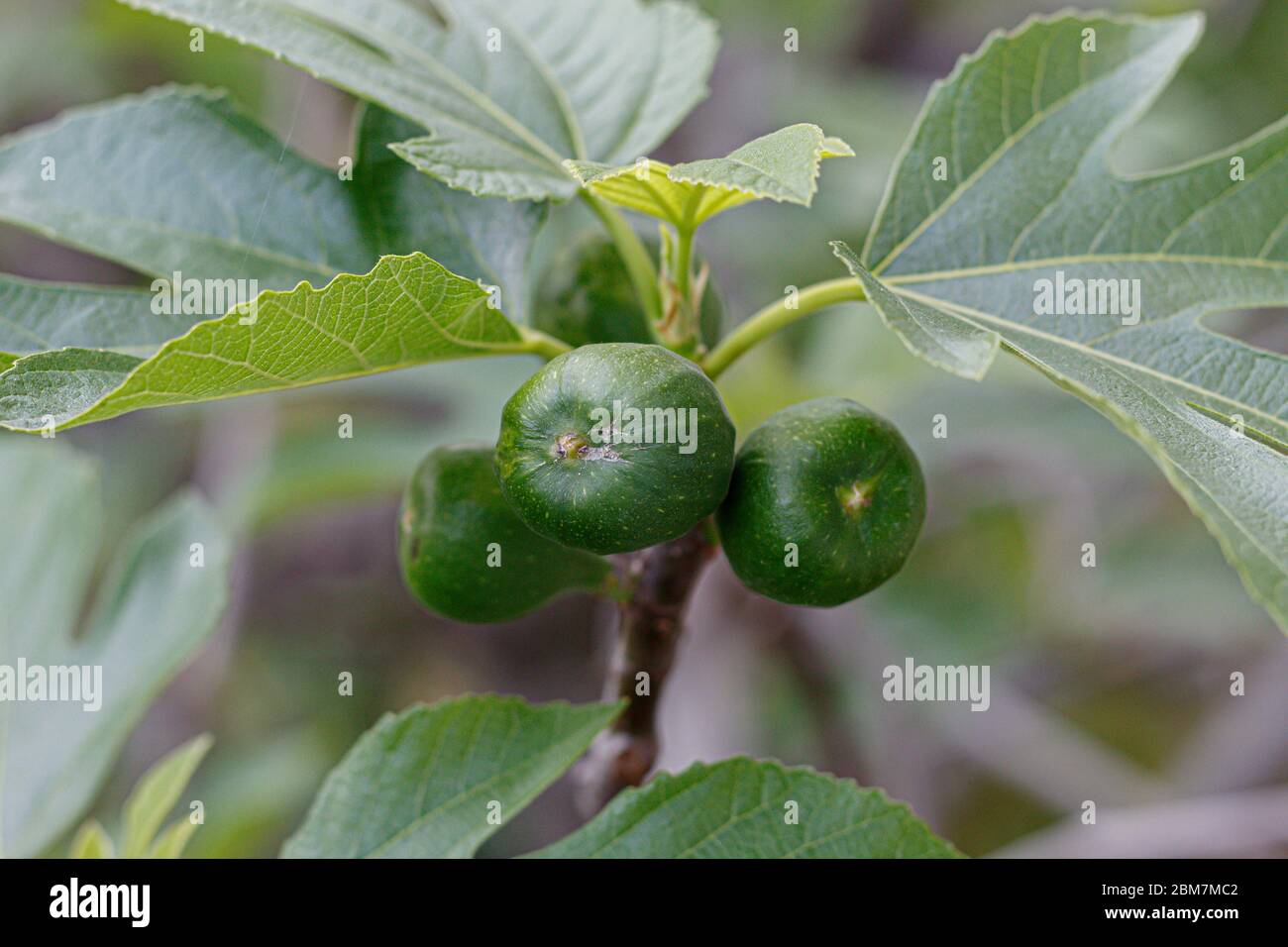 Orchard fig tree with fruits hi-res stock photography and images - Alamy