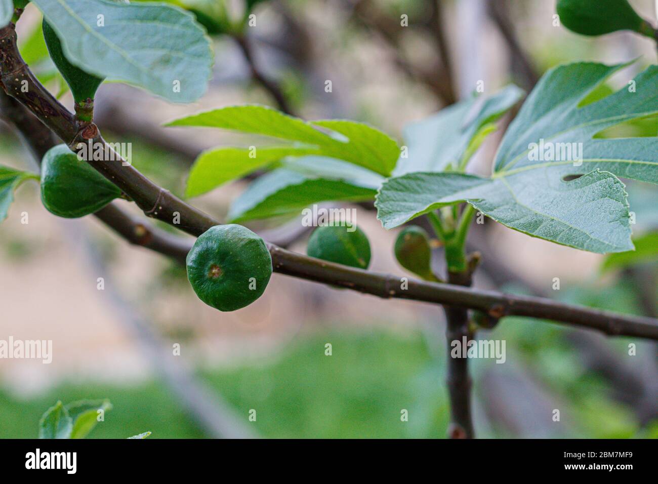 Bud fig tree hi-res stock photography and images - Alamy