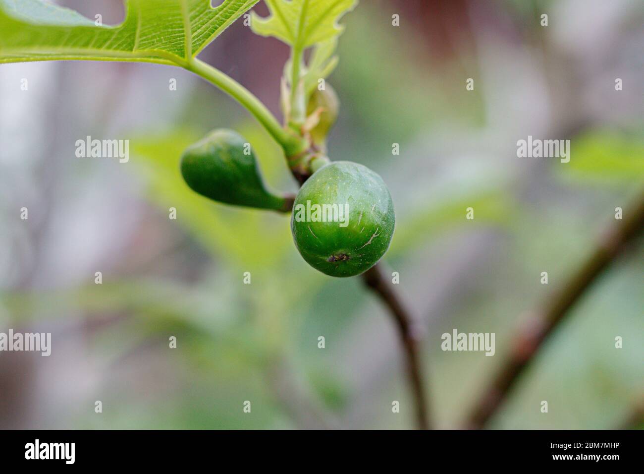 Bud fig tree hi-res stock photography and images - Alamy