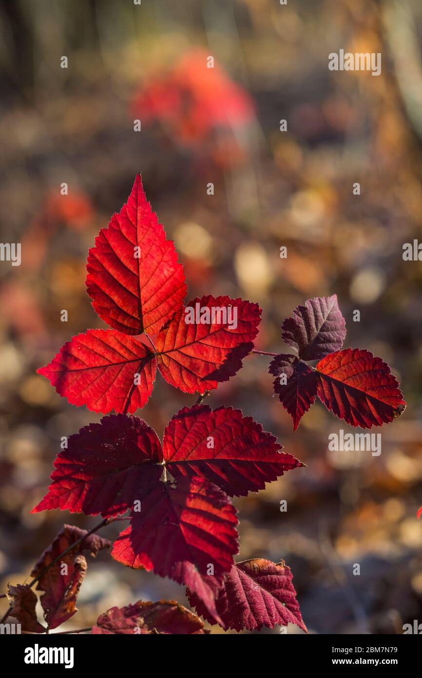 Backlit scarlet leaves of Rubus sp., perhaps a dewberry species, along ...