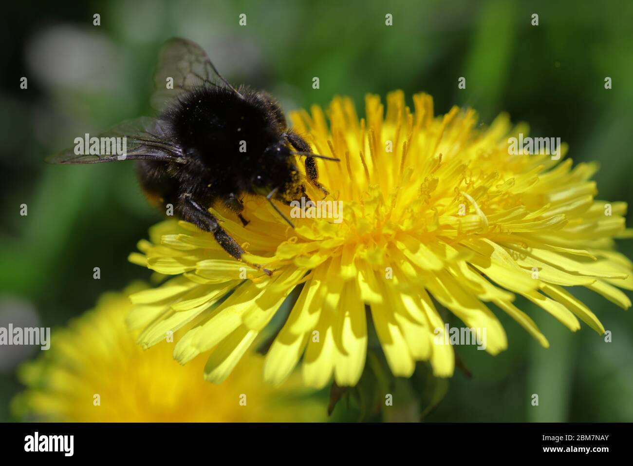 A Red-tailed bumblebee (Bombus lapidarius) on a bright yellow dandelion ...