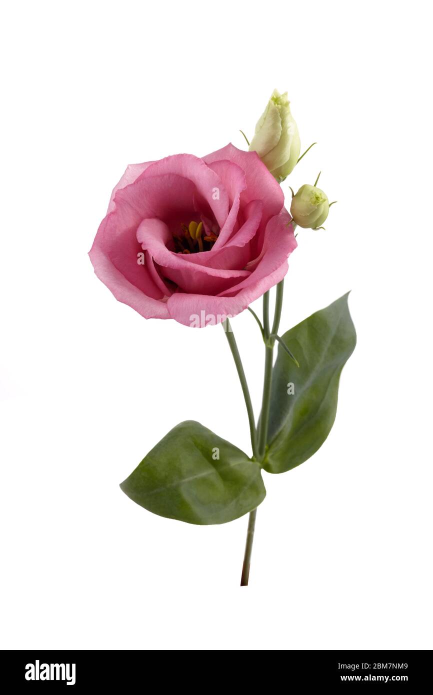 Beautiful pink eustoma flowers isolated on white background. Spring or ...