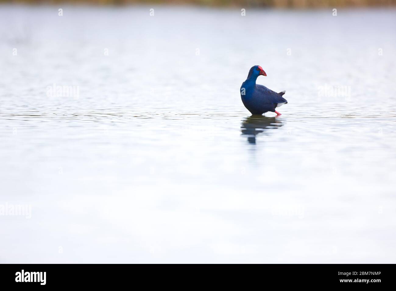 Calamon comun (Porphyris porphyris Stock Photo - Alamy