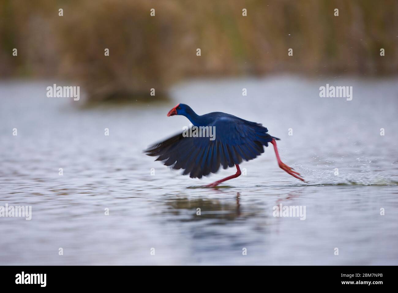 Calamon comun (Porphyris porphyris Stock Photo - Alamy