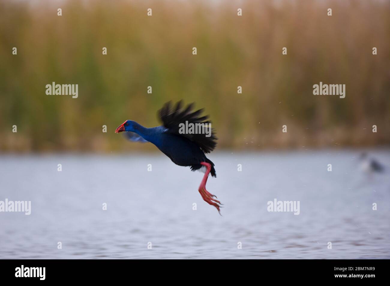 Calamon comun hi-res stock photography and images - Alamy