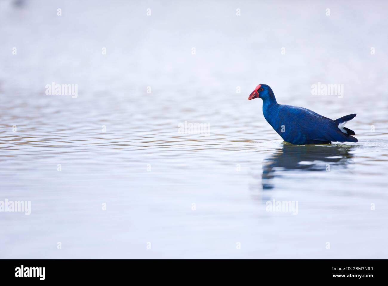 Calamon comun (Porphyris porphyris Stock Photo - Alamy