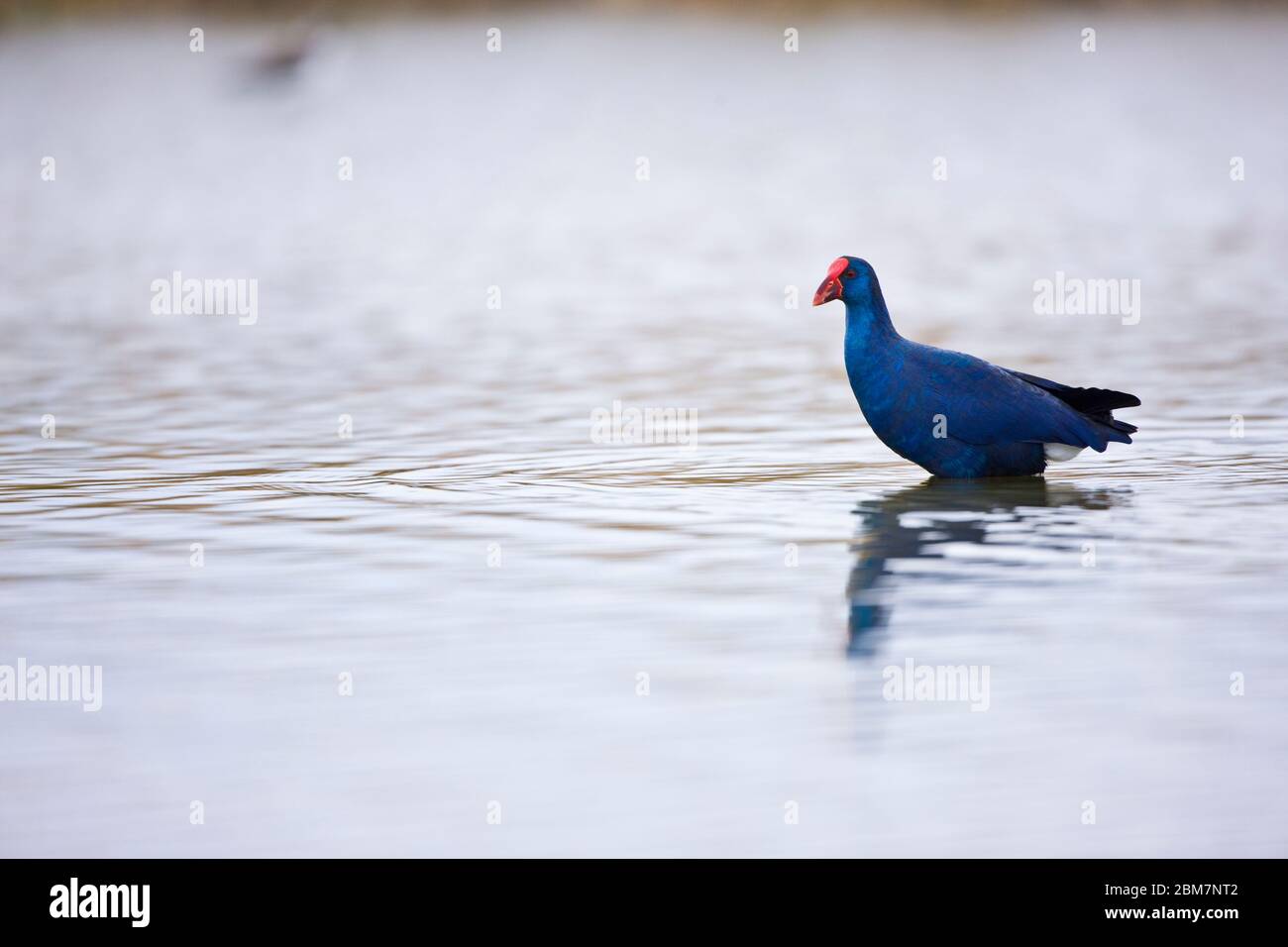 Calamon comun (Porphyris porphyris Stock Photo - Alamy