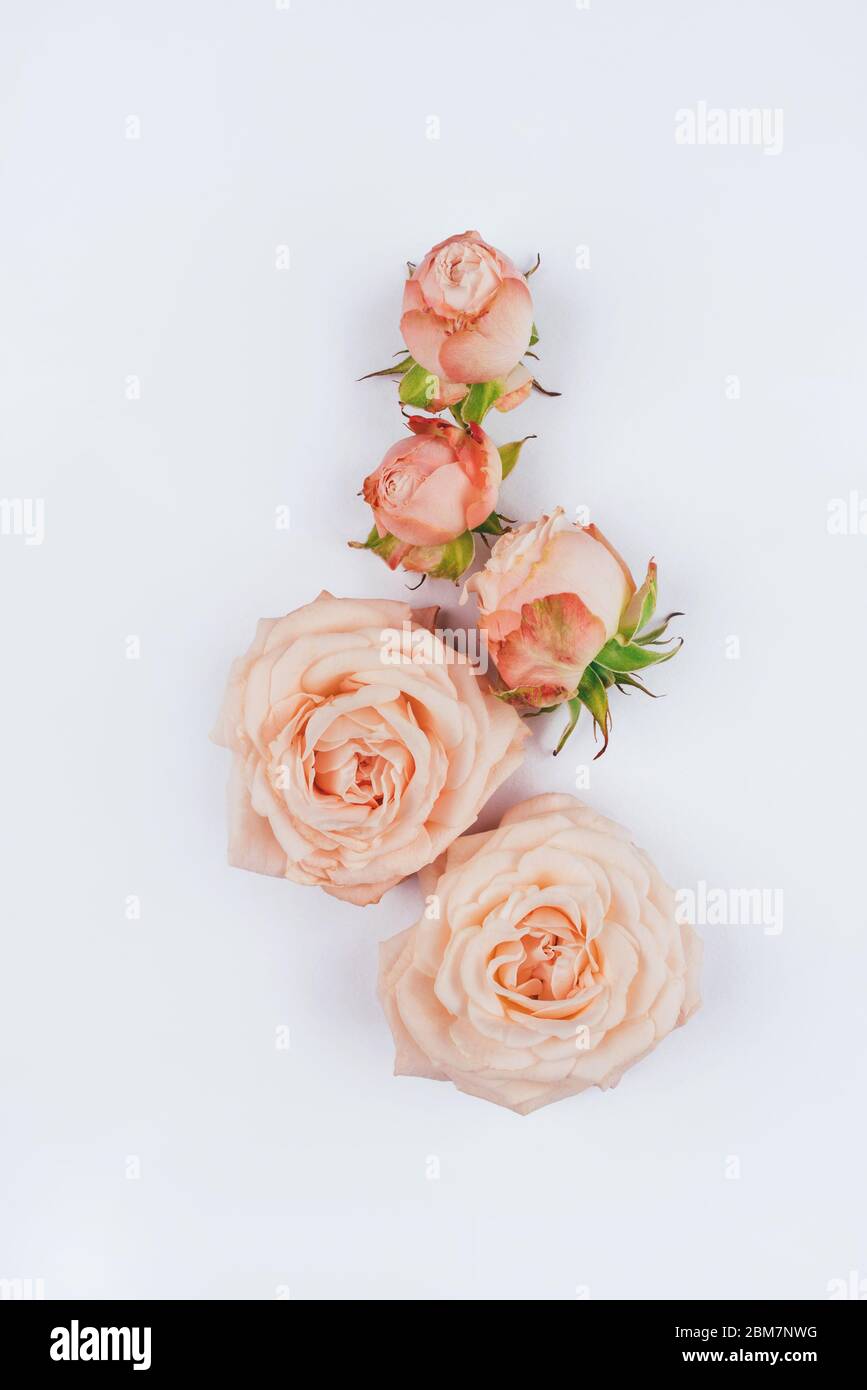 Spring background. Rose flowers on a white background Stock Photo - Alamy