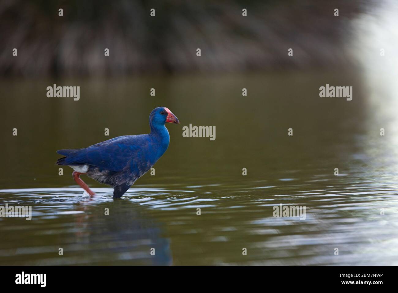 Calamon comun (Porphyris porphyris Stock Photo - Alamy