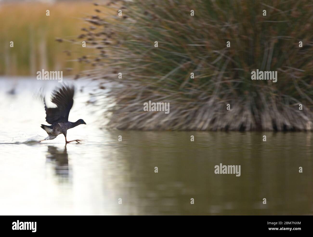 Calamon comun (Porphyris porphyris Stock Photo - Alamy