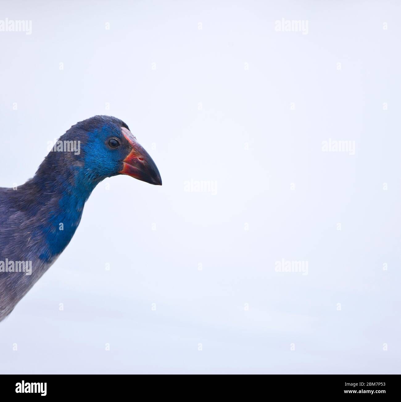 Calamon comun (Porphyris porphyris Stock Photo - Alamy