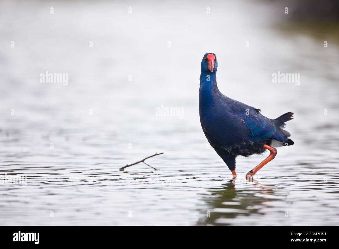 Calamon comun (Porphyris porphyris Stock Photo - Alamy