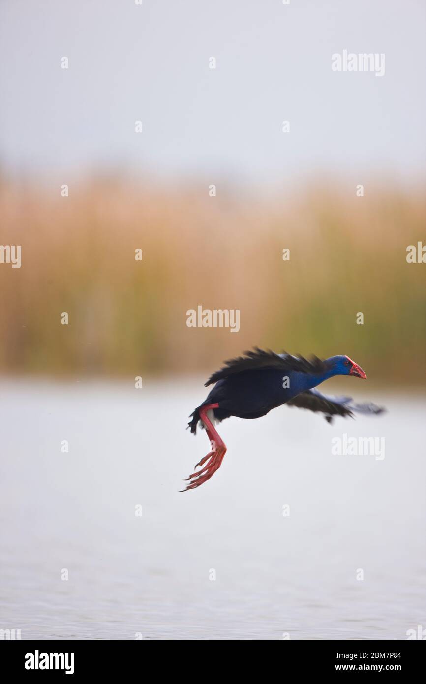 Calamon comun (Porphyris porphyris Stock Photo - Alamy