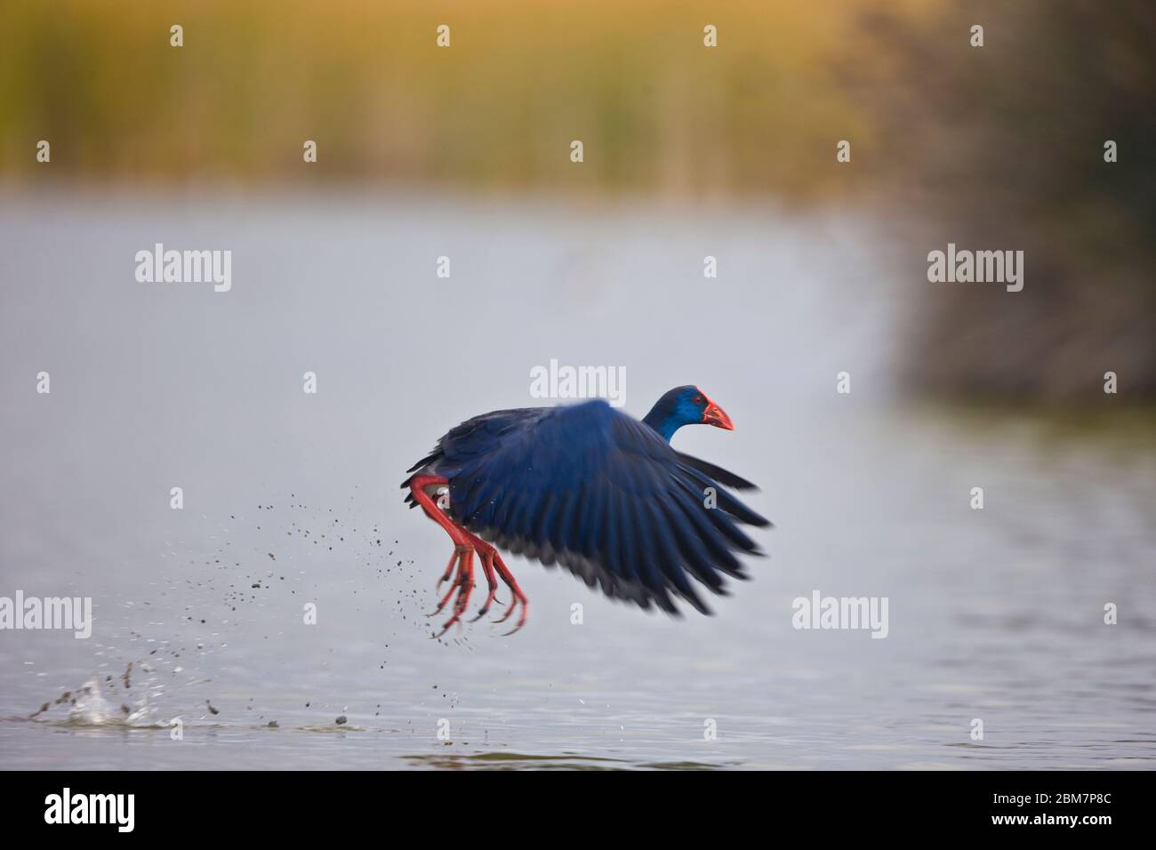 Calamon comun (Porphyris porphyris Stock Photo - Alamy