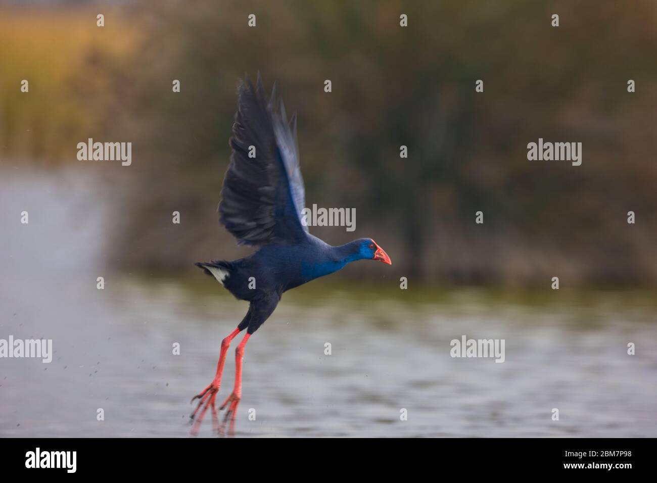 Calamon comun hi-res stock photography and images - Alamy