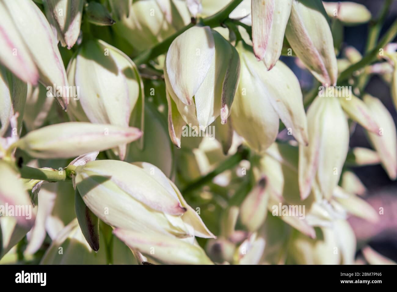 Soap tree yucca flowers hi-res stock photography and images - Alamy
