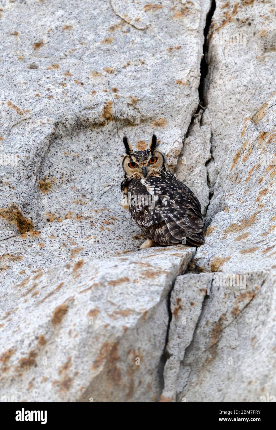 Portrait for Indian eagle owl, also called the rock eagle owl or Bengal ...