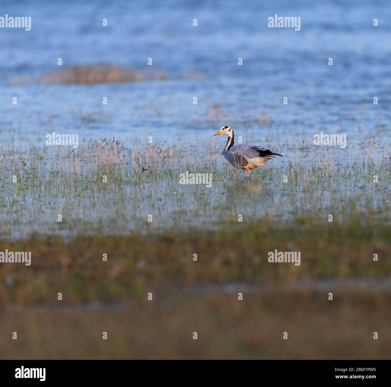 Bar-headed goose-A visual treat, A fascinating iconic bird that keeps ...